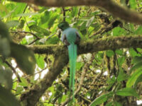 SETENA - Secretaría Técnica Nacional de Costa Rica · BiotaConsultores